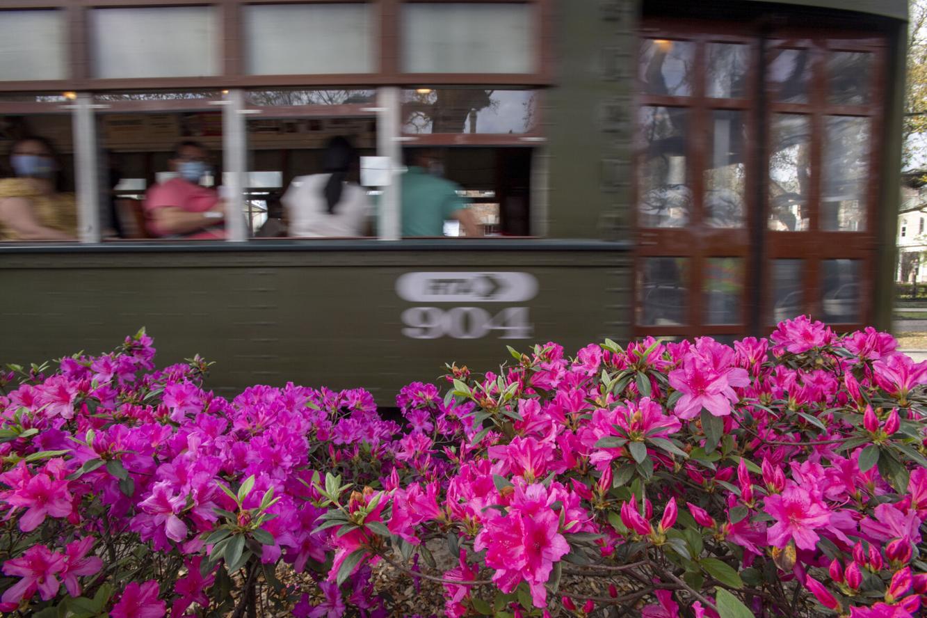 Fill your garden with local color: Dan Gill suggests fall plants that ...