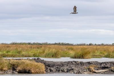 Editorial: Lake Borgne Marsh Creation project a good step | Our Views ...