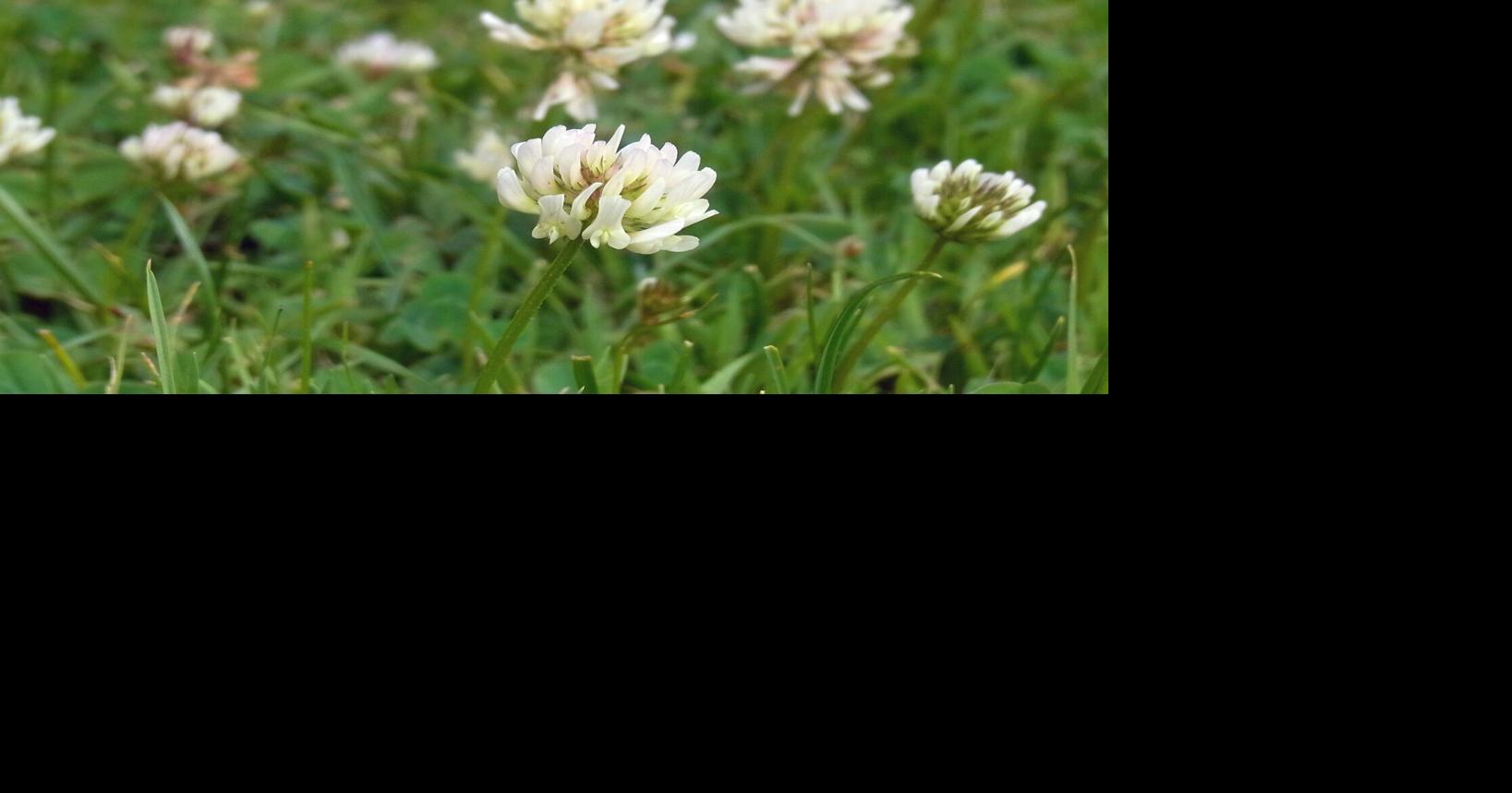 To stop clover, use weed killer Atrazine: Dan Gill's advice | Home ...