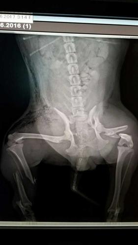 'Doomed' dog left for dead 2 days in ditch finds love, healing | One ...