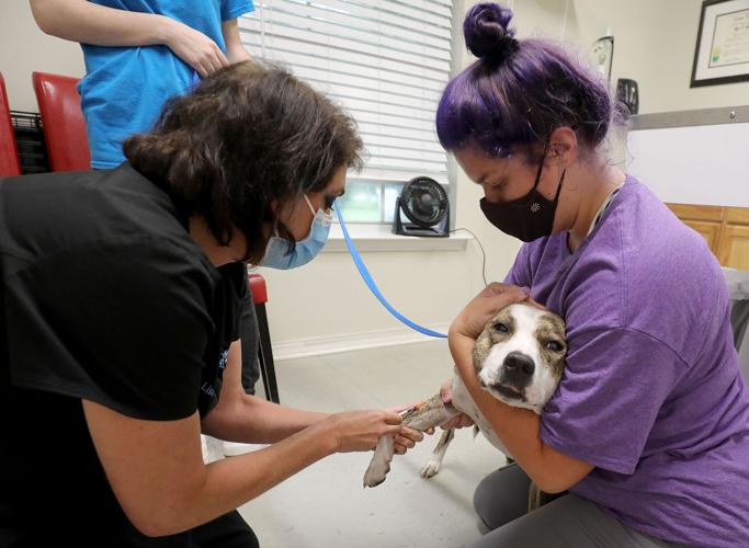 No-kill shelter continues discounted vaccinations in Covington | St ...