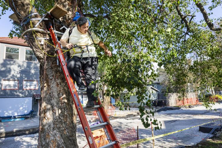Woman camped out in New Orleans tree fights to save it | News | nola.com