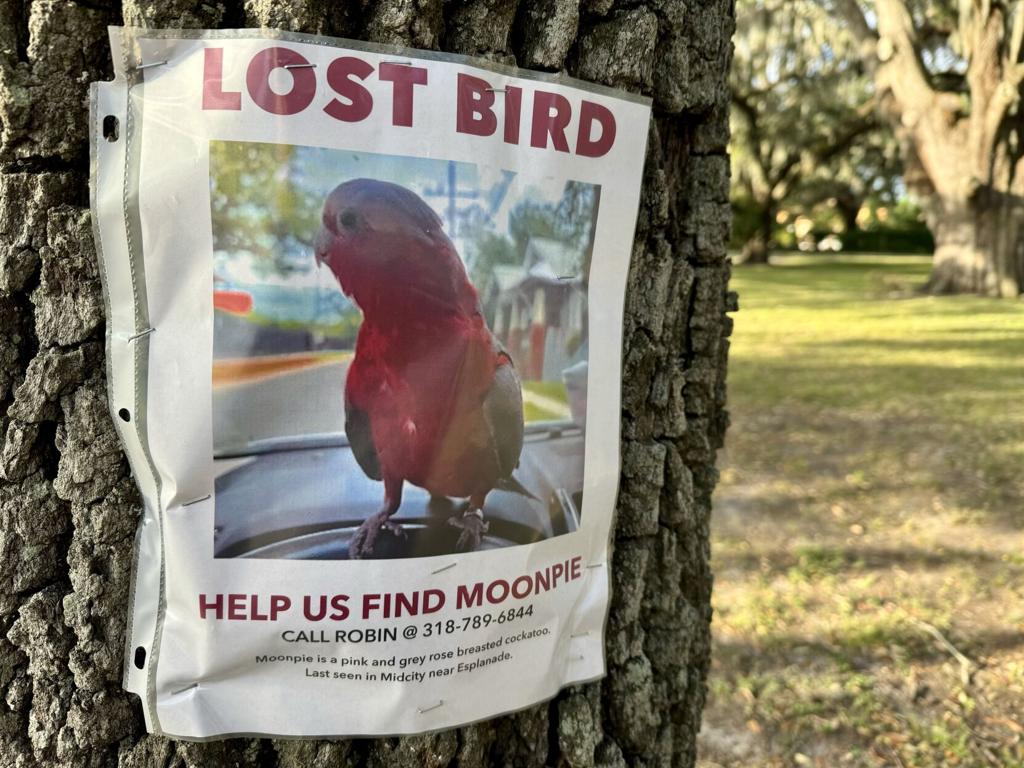missing bird