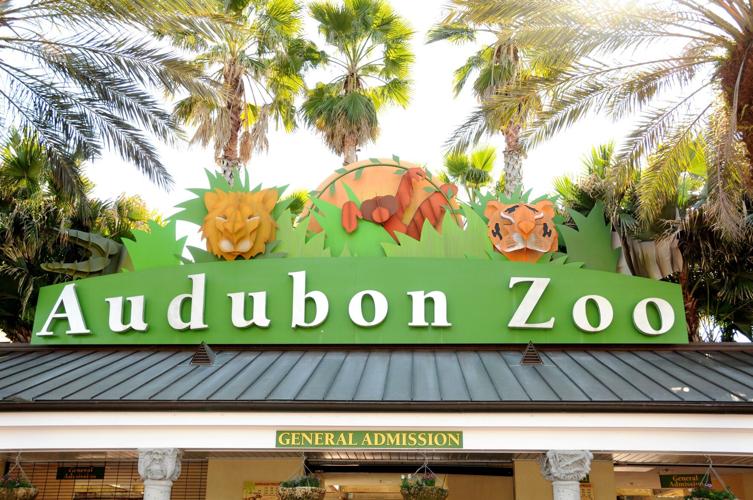 How Audubon Zoo over 50 years helped reshape New Orleans | Business ...