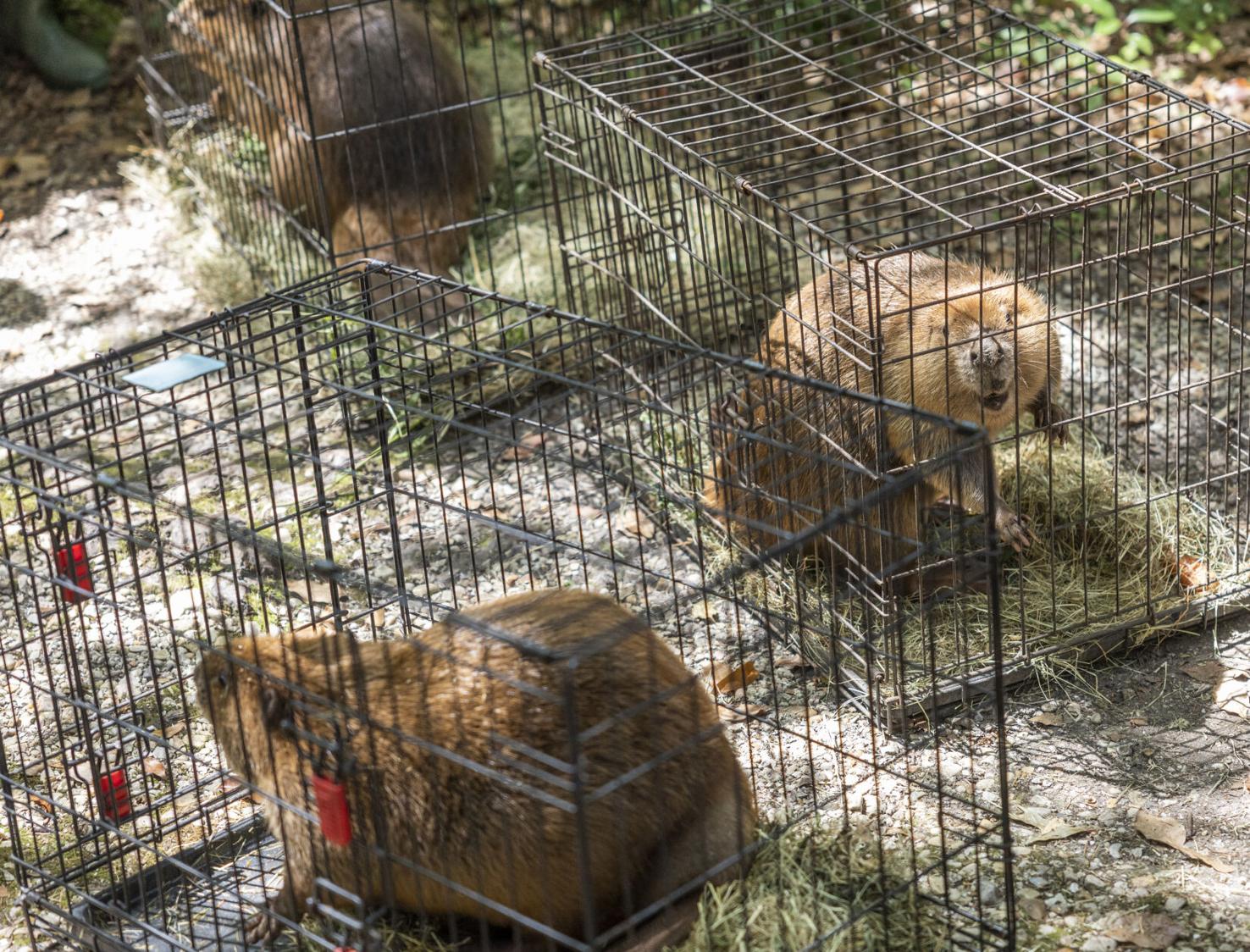 3 beavers released into Bogue Falaya River in St. Tammany | Photos ...