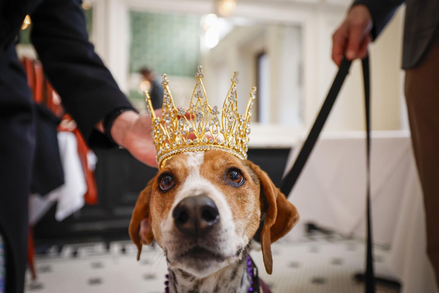Photos: Barkus royalty eat lamb chops at Galatoire's | Mardi Gras ...