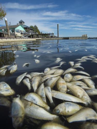 The water's fine: Here's why thousands of dead fish washed ashore along ...