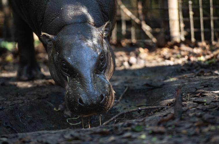 Pygmy hippos arrive at Zoosiana in Broussard, Louisiana | Entertainment ...