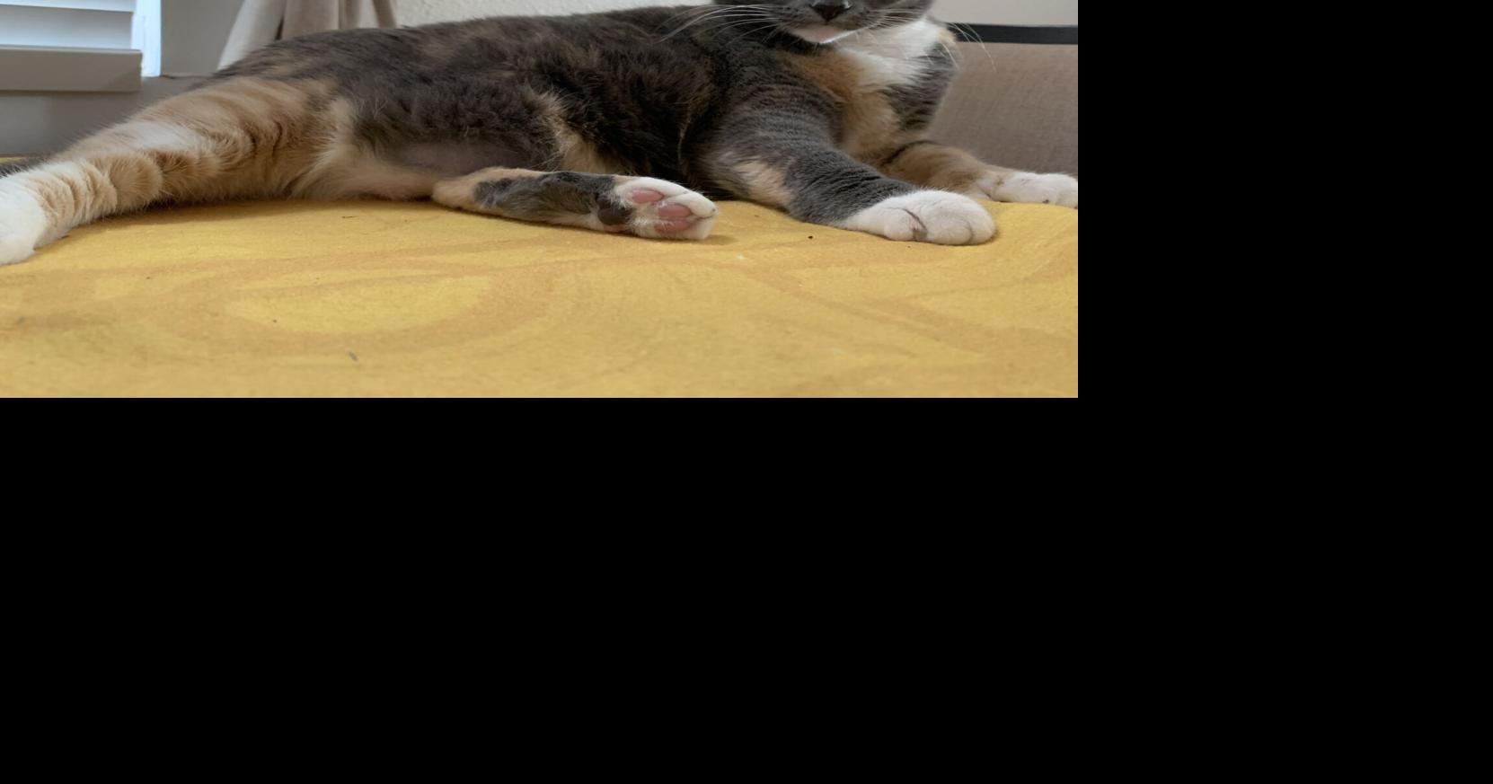 Cat Chat! With Pretty Pretty Princess Meow Meow Jawsy Jaws | Pets ...