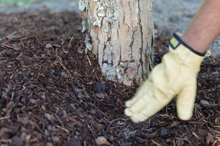 Mulch is pretty important as cold temperatures near | Entertainment ...