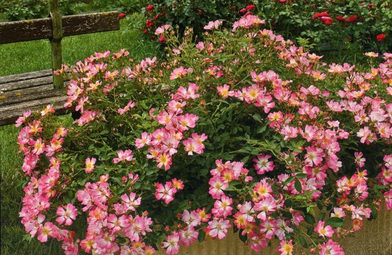 Need some stunning fall color? Try planting the hearty and easy-to-grow ...