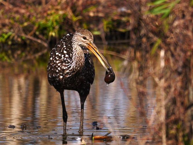Florida bird flocks to La. to eat apple snail, saving crops | Louisiana ...
