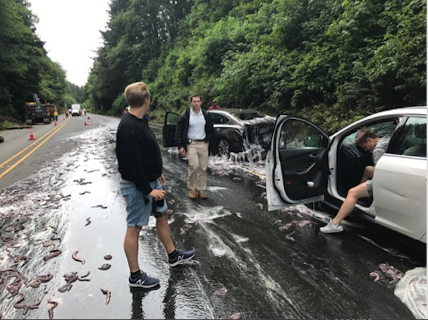 Truck full of eels overturns on Oregon highway, dousing sedan with ...