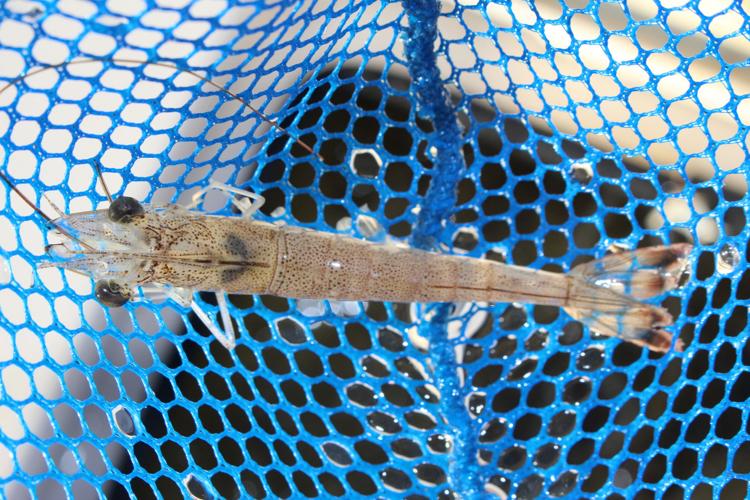 Pontchartrain-area redfish, speckled trout think autumn is here ...