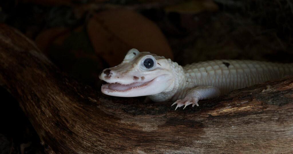 Blake Pontchartrain: Louisiana's rare white alligators have a new ...