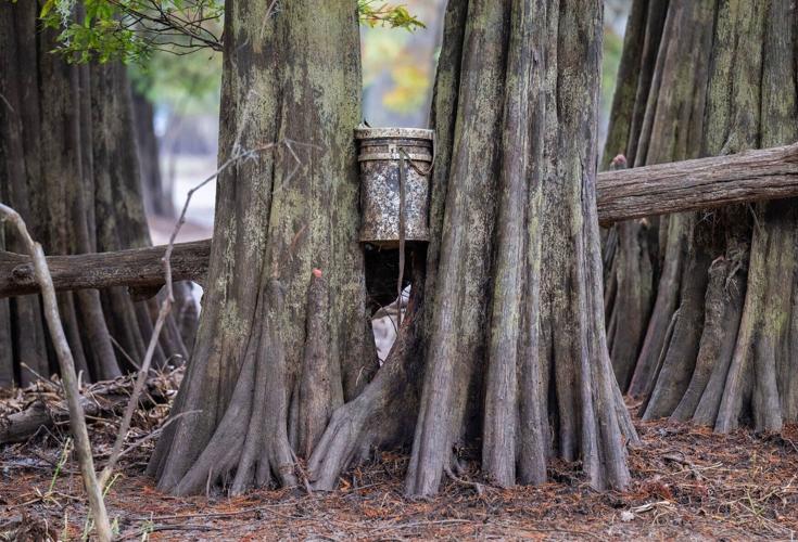Atchafalaya Basin water level hit historic lows last month | Business ...