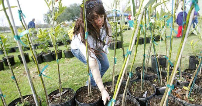 Get free trees at NOLA Tree Project giveaway: 12 gardening events not ...