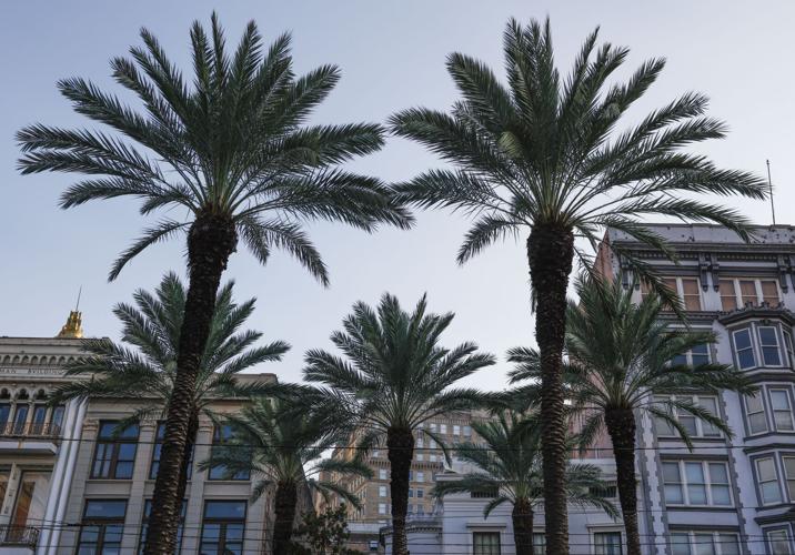 Curious Louisiana: Why are New Orleans' palm trees dying? | Curious ...