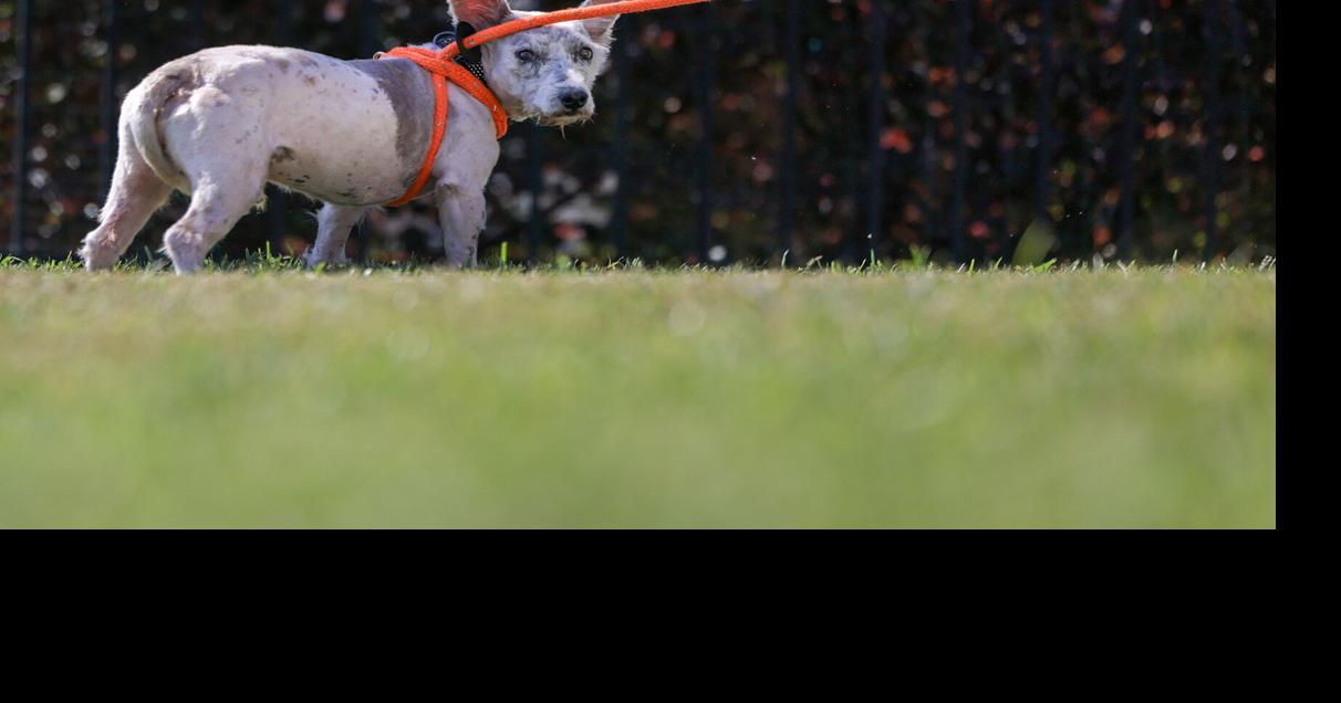 Scrim the missing New Orleans dog appears in new video | Entertainment ...