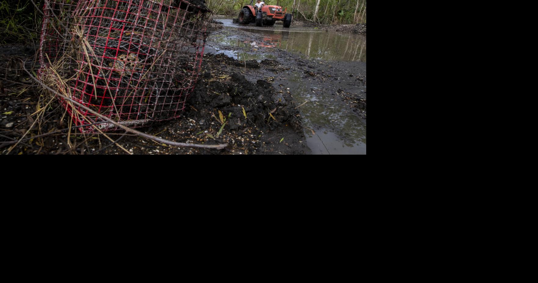 Photos: Barataria residents continue to push out swamp mud from yards ...