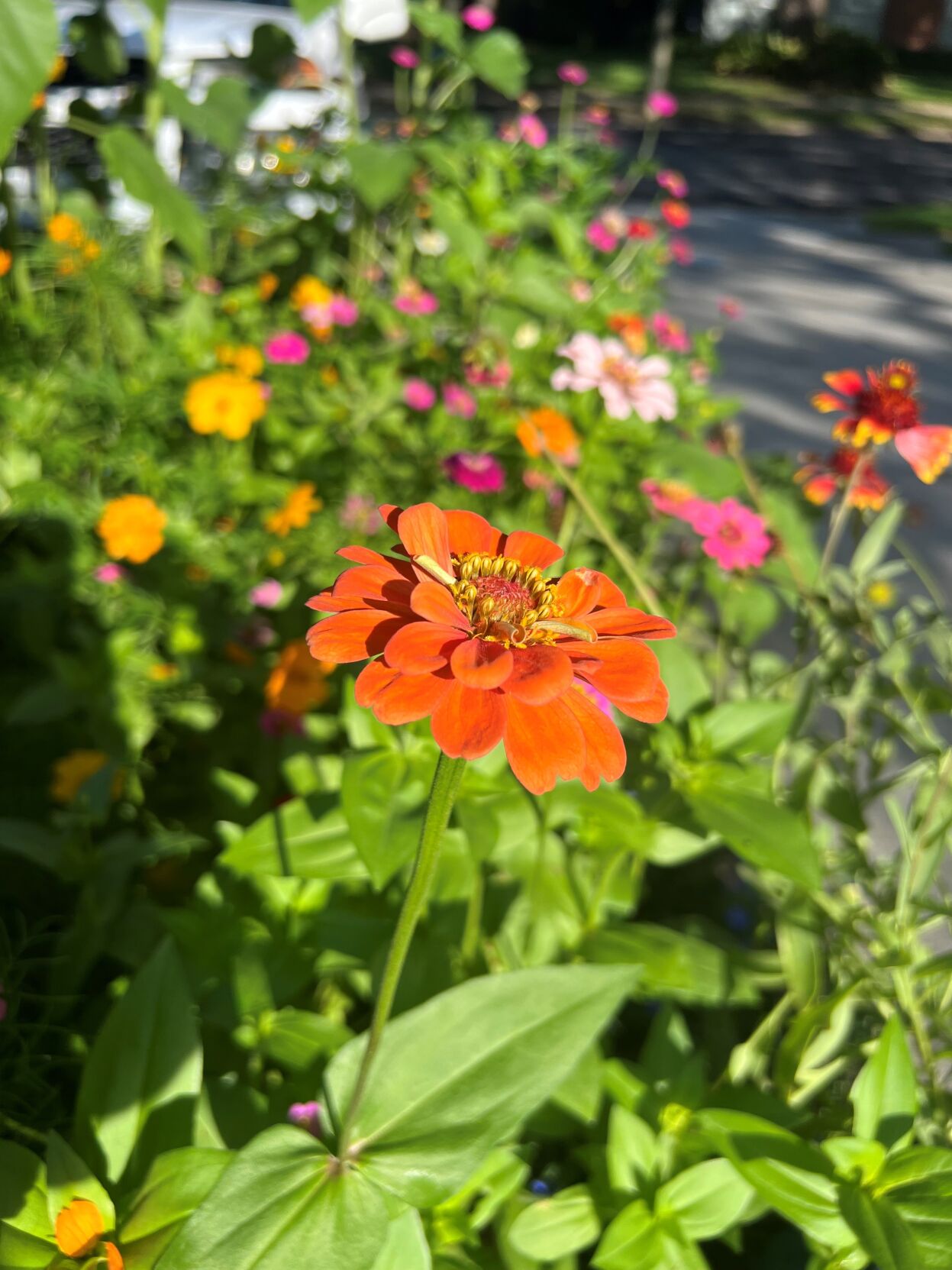 Hardy as zinnias Rediscovering hope in poetry: Robert Hayden ...