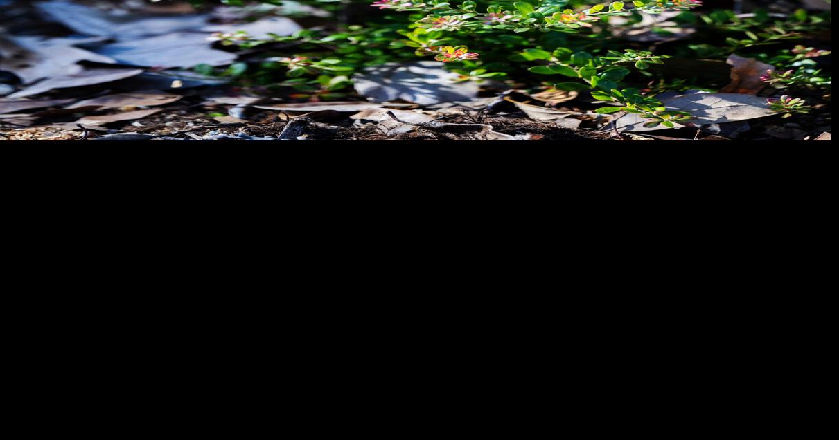 BR.nativehabitatliv.012526.009.jpg | | nola.com