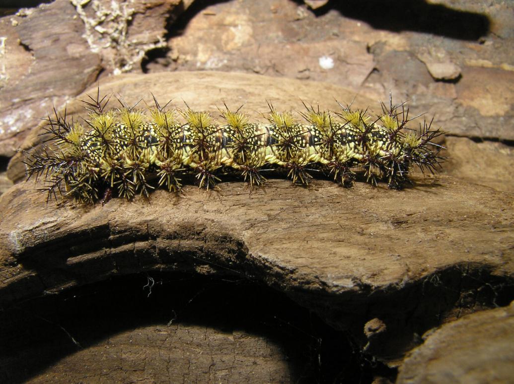 2025 prediction for buck moth caterpillar population in LA ...