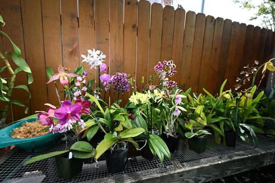 Orchids can be easy to grow. Dan Gill explains how. | Home/Garden ...