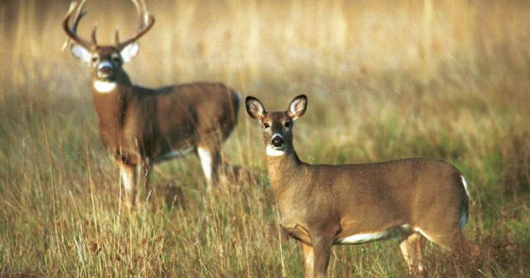 Man accused of illegally entering deer in Louisiana contest | Crime ...