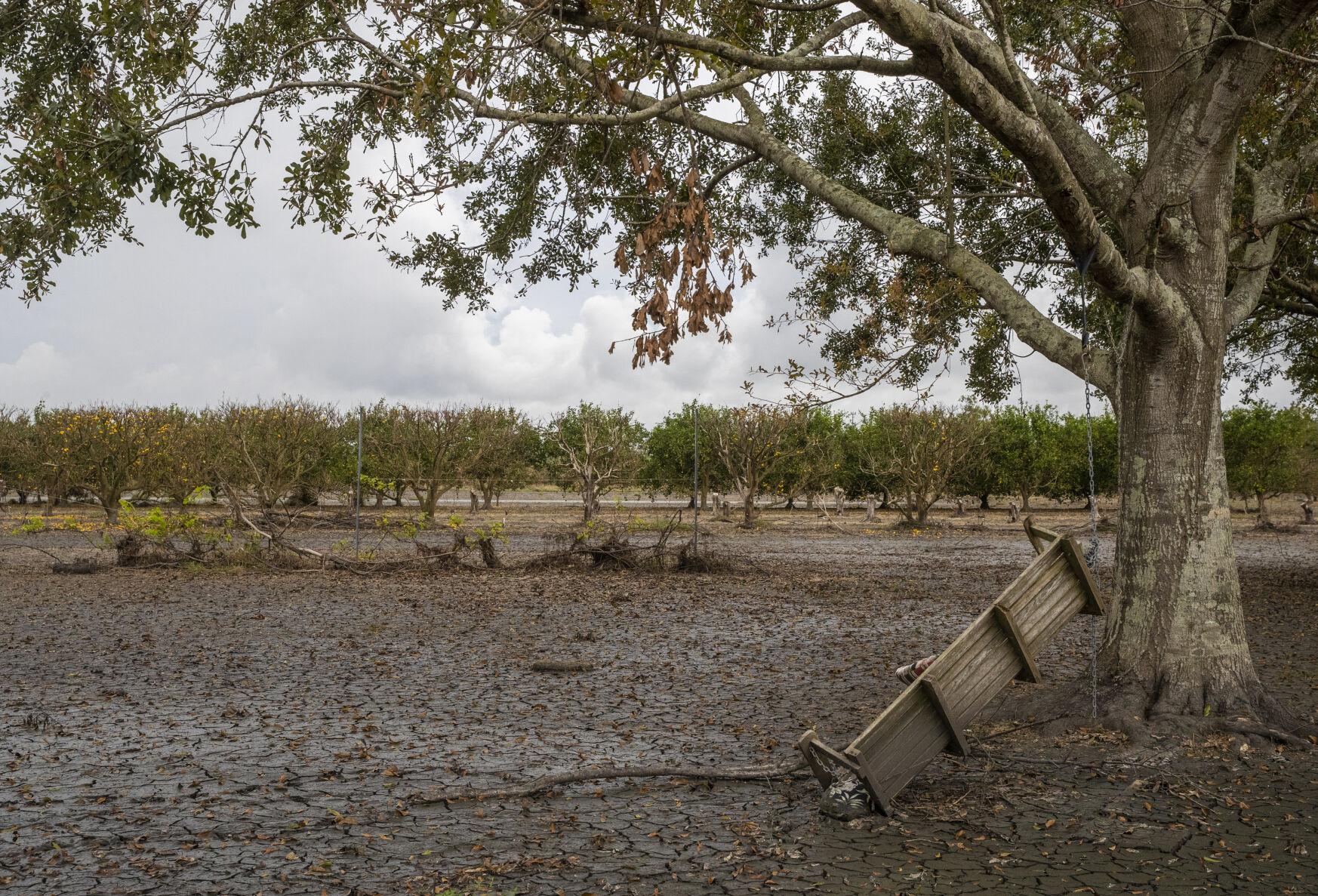 Ida's salty water, sludge sickened Plaquemines citrus trees; wind-blown ...