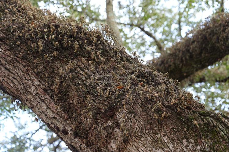 Resurrection fern makes itself known after rainfall | Entertainment ...