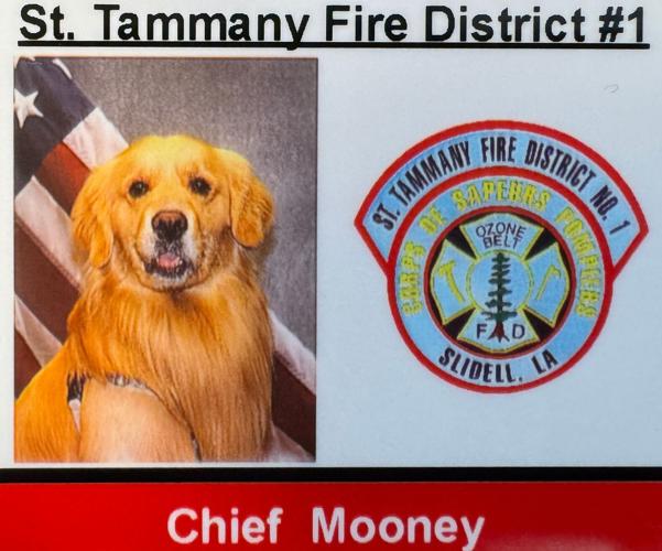 Slidell fire department introduces stress-detecting dog | One Tammany ...