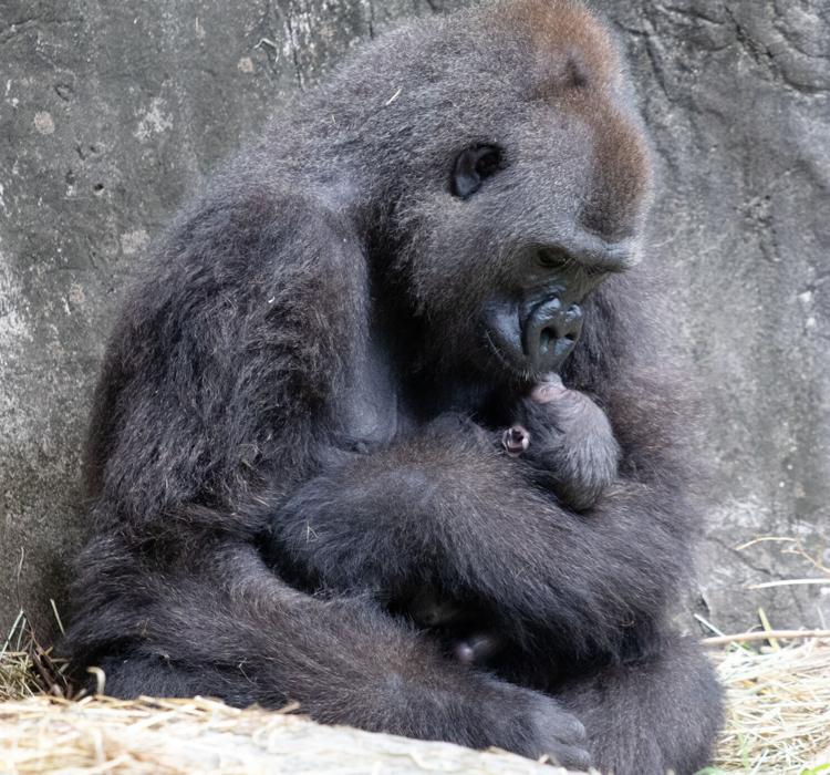 Audubon Zoo in New Orleans prepping to welcome baby gorilla | News ...