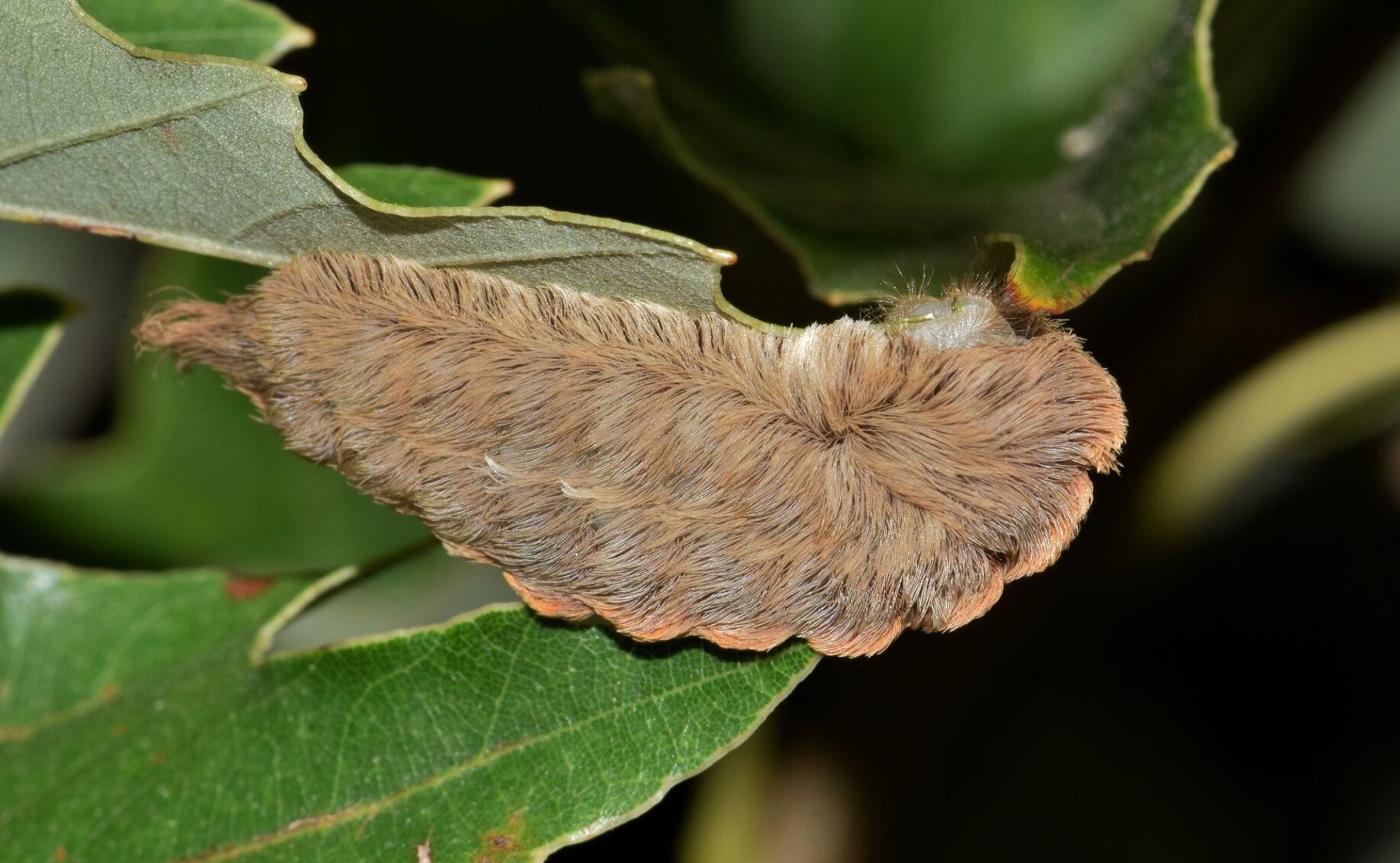 4 common stinging caterpillars in New Orleans: How to ID | Home/Garden ...