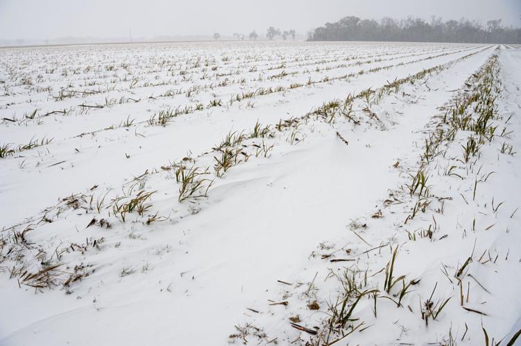New analysis details Louisiana's record snowstorm | Environment | nola.com