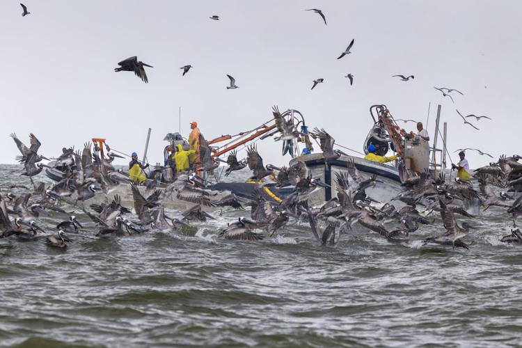New data sheds light on Louisiana's controversial pogy boats ...