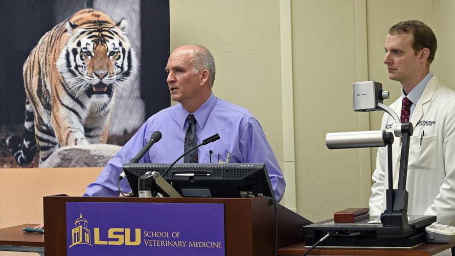 Mike the Tiger, LSU's live mascot, has cancer | News | nola.com