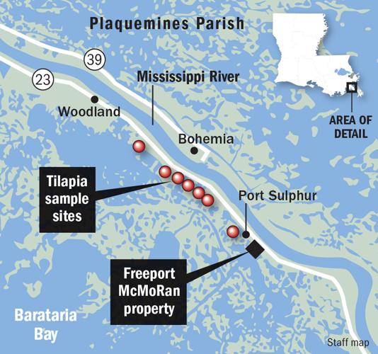 Tilapia resurge in Louisiana town after failed purge | Environment ...