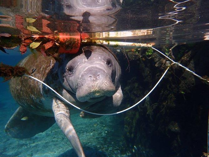 See magical manatees gather in the warm waters of Crystal River ...