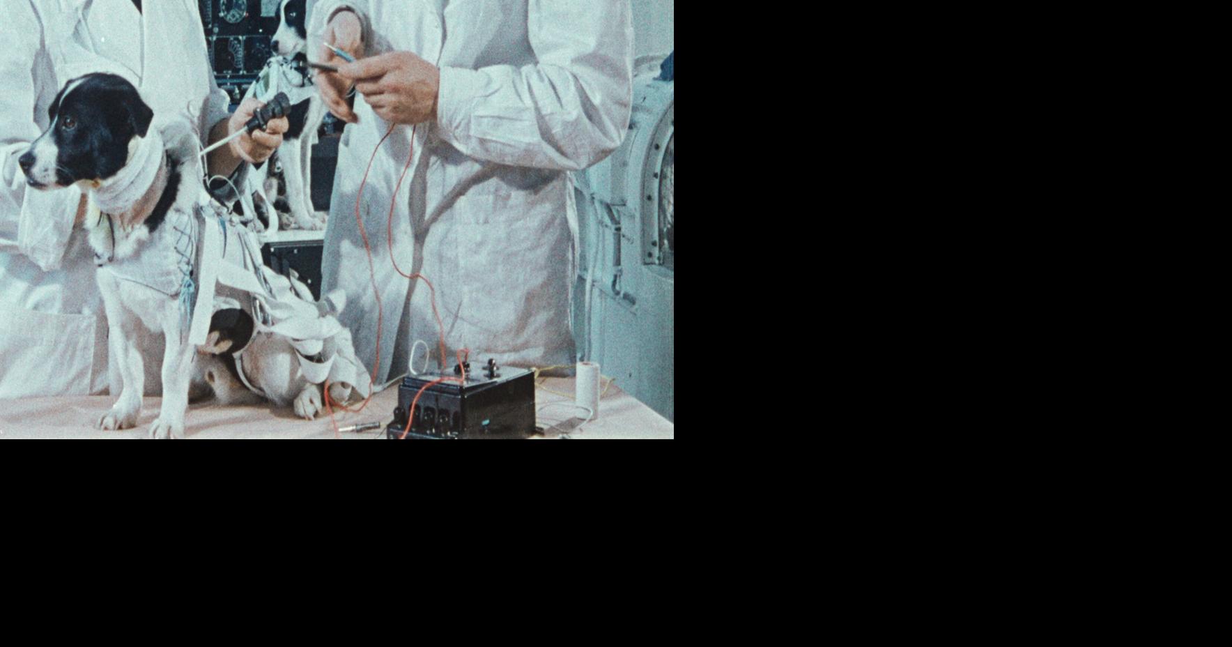 'Space Dogs' is an odd film inspired by Laika and often seen from dogs ...