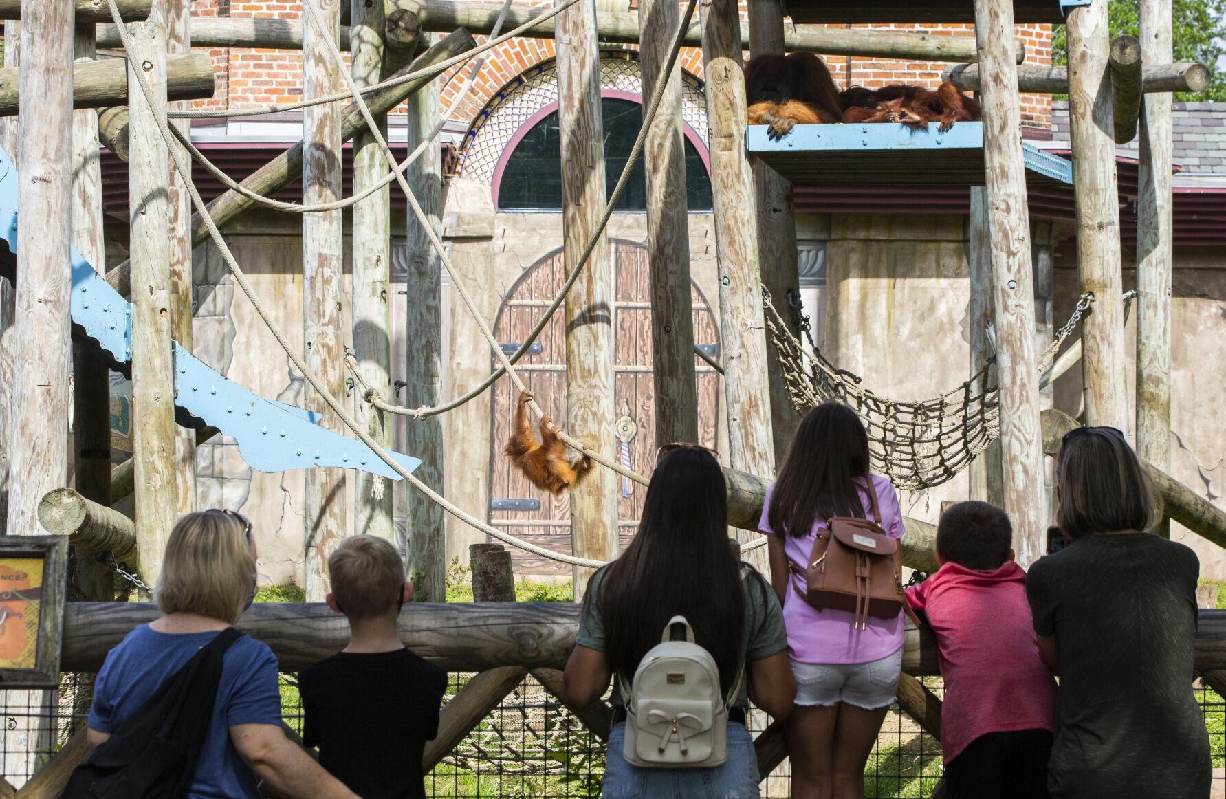 Photos: Meet Audubon Zoo's latest Sumatran orangutan infant | Photos ...