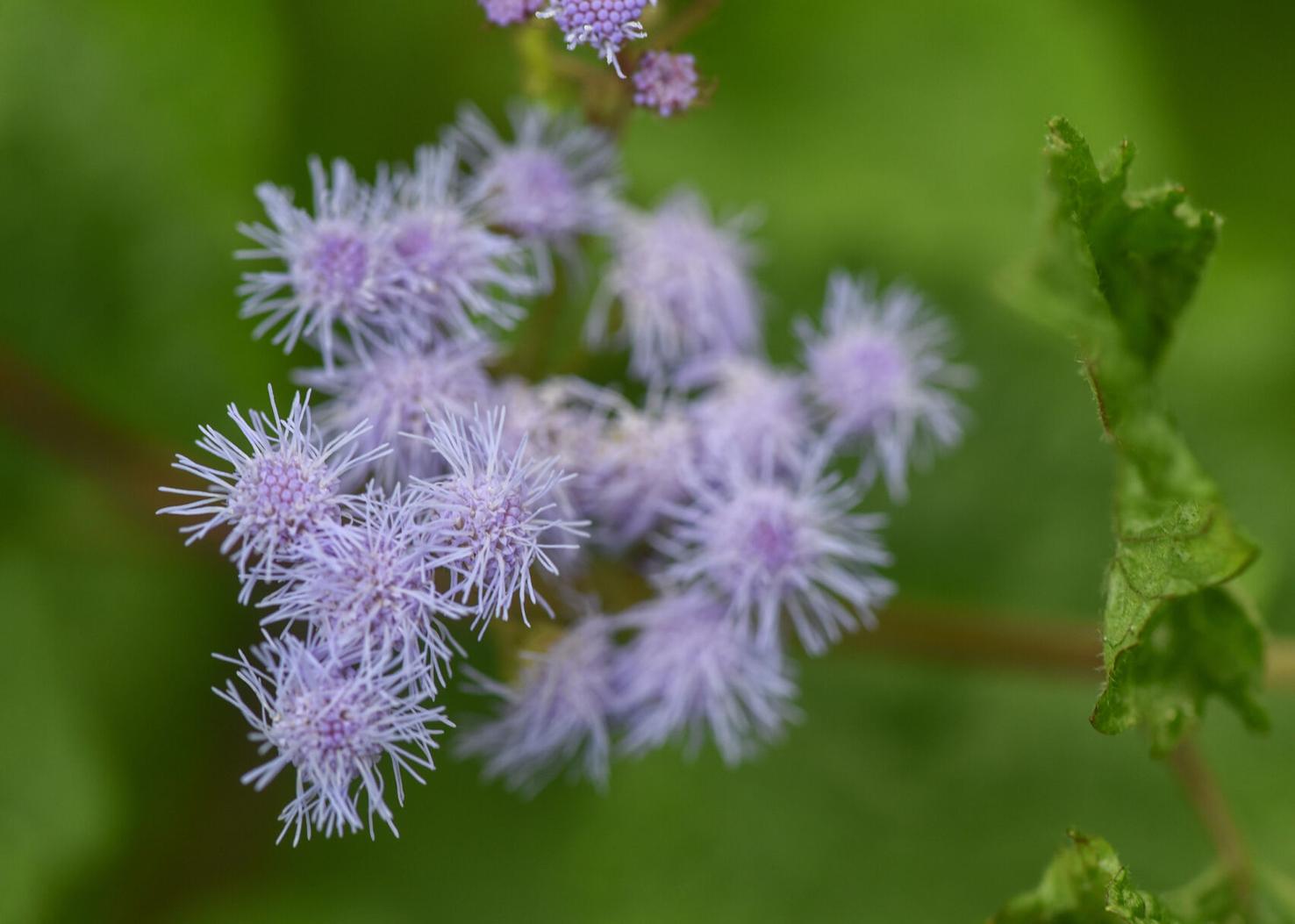 Native plants grow wildly on this New Orleans yard, set among neighbors ...