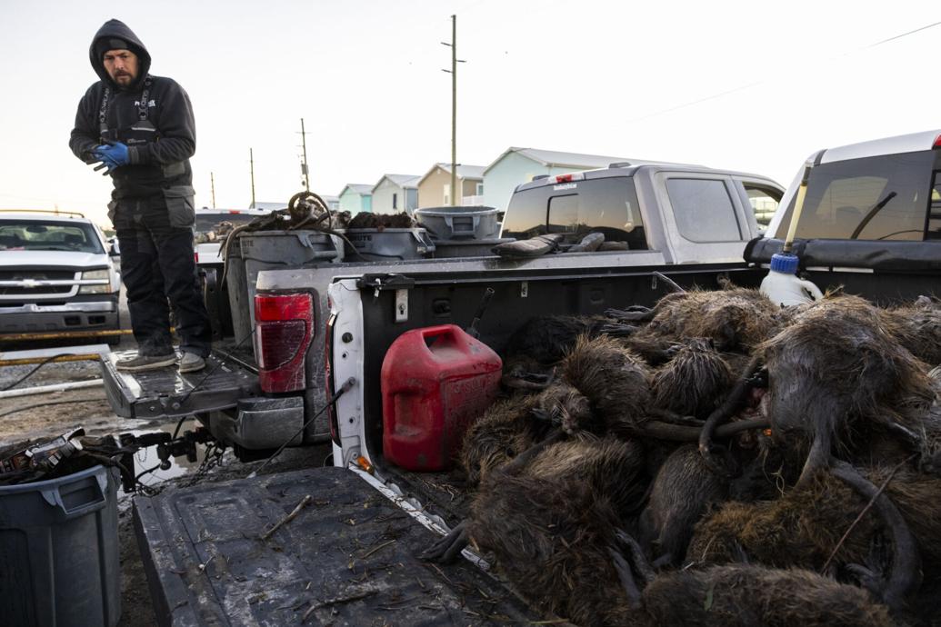 Photos: The Nutria Rodeo returns to help eliminate marsh-devouring ...