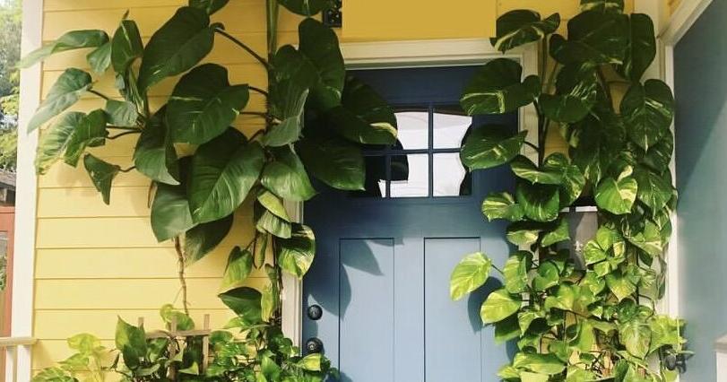 How to cultivate vines for a lush atmosphere inside and out | Gambit ...