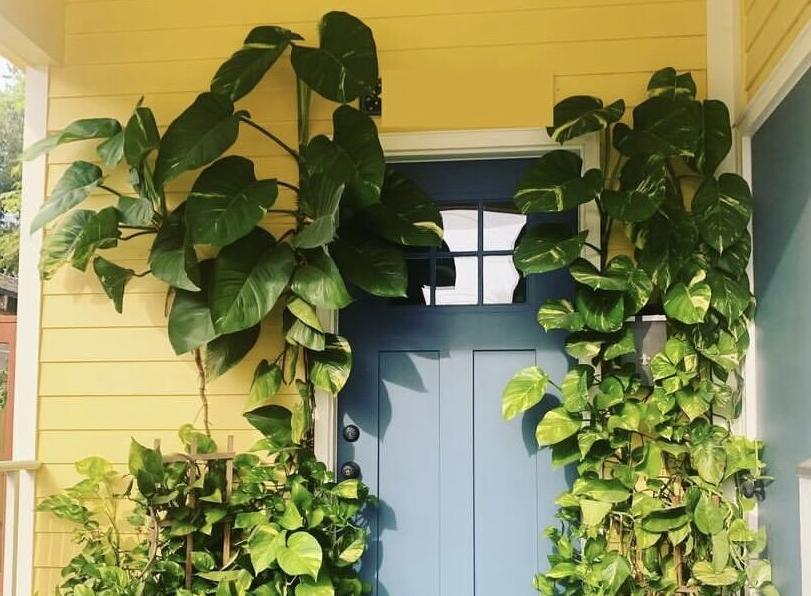 pothos wall