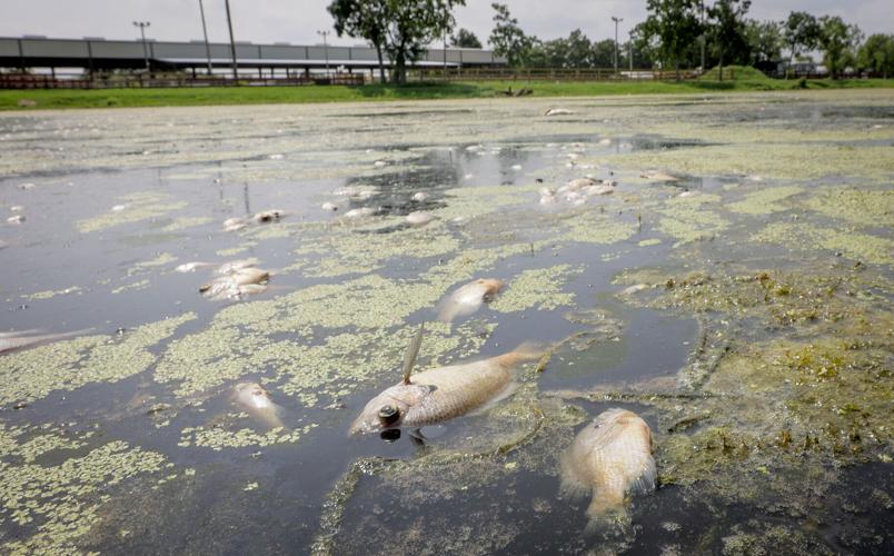 Dozens of dead fish wash up in New Orleans City Park | Environment ...