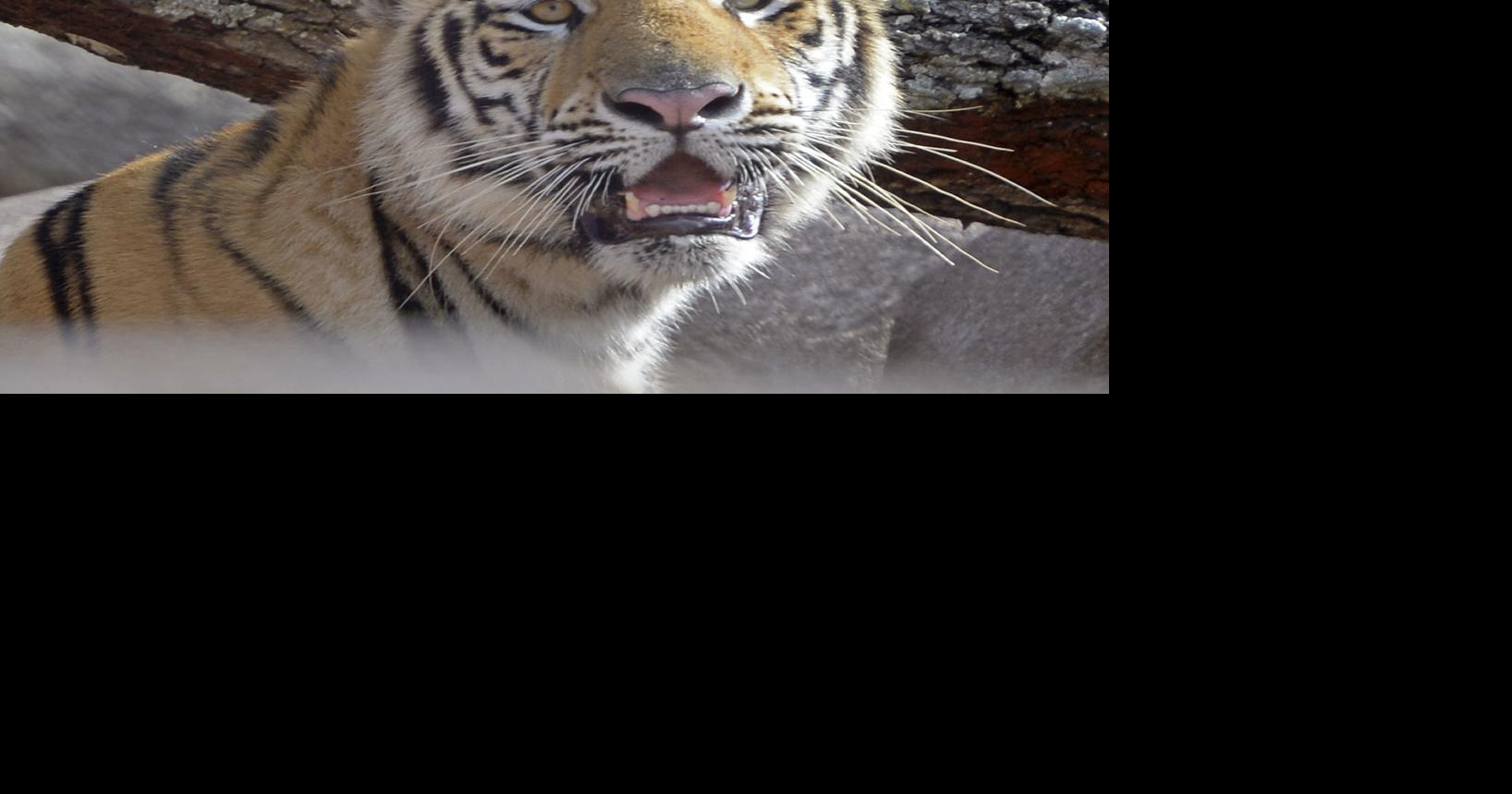 Come meet Mike VII: LSU to hold welcome party for new tiger on Tuesday ...