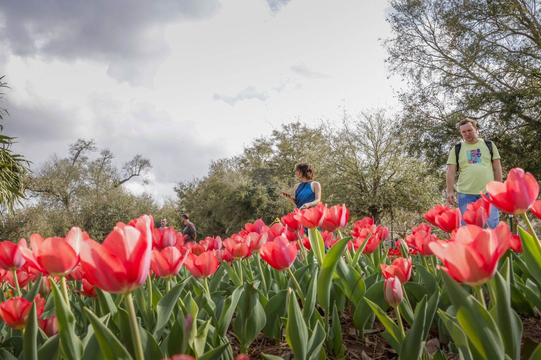 How cold weather helps tulips bloom in New Orleans | Environment | nola.com