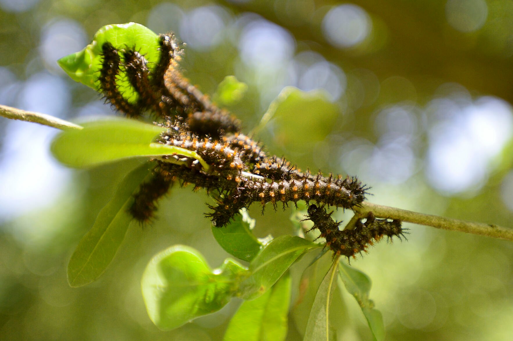 2025 prediction for buck moth caterpillar population in LA ...