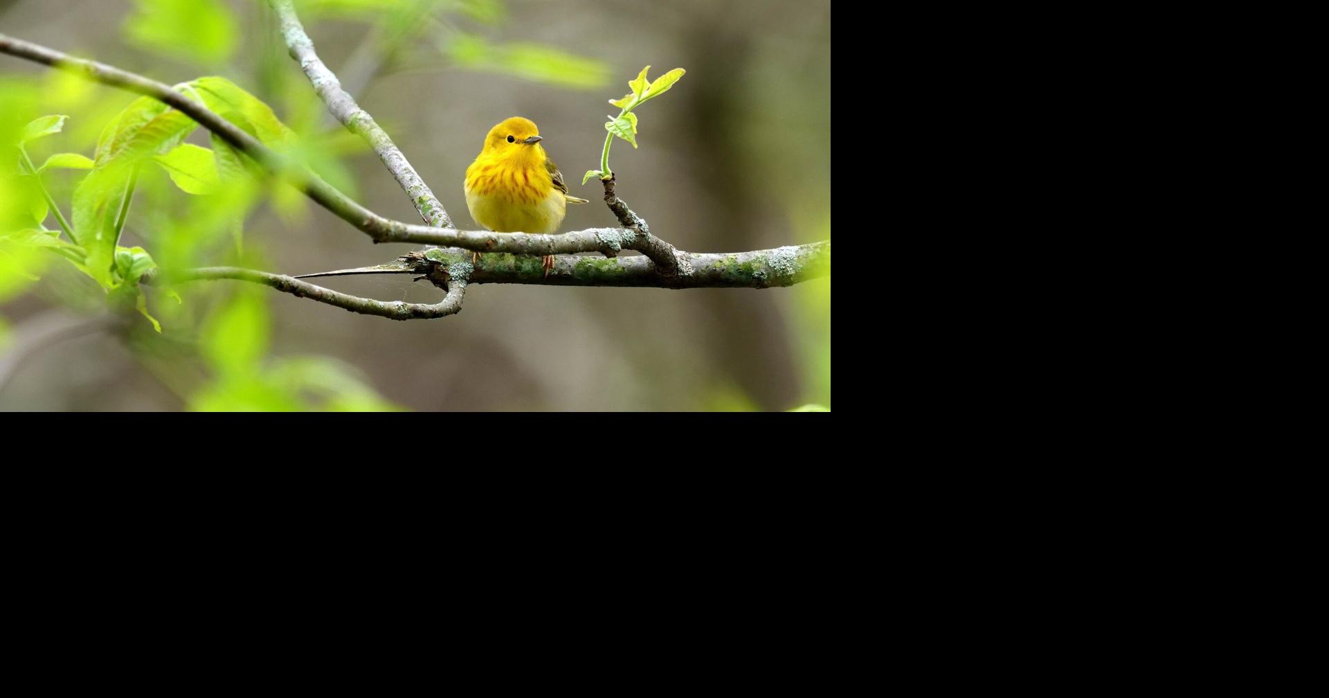New birdwatching class begins in Covington | St. Tammany community news ...